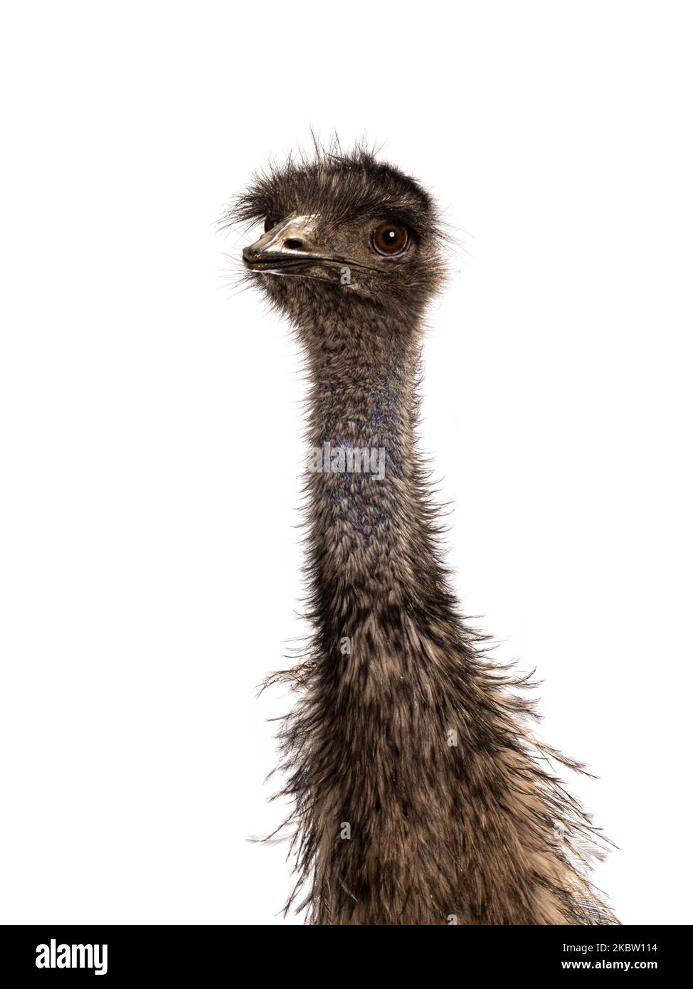 Head shot of Emu bird aka Dromaius novaehollandiae. Looking towards ...
