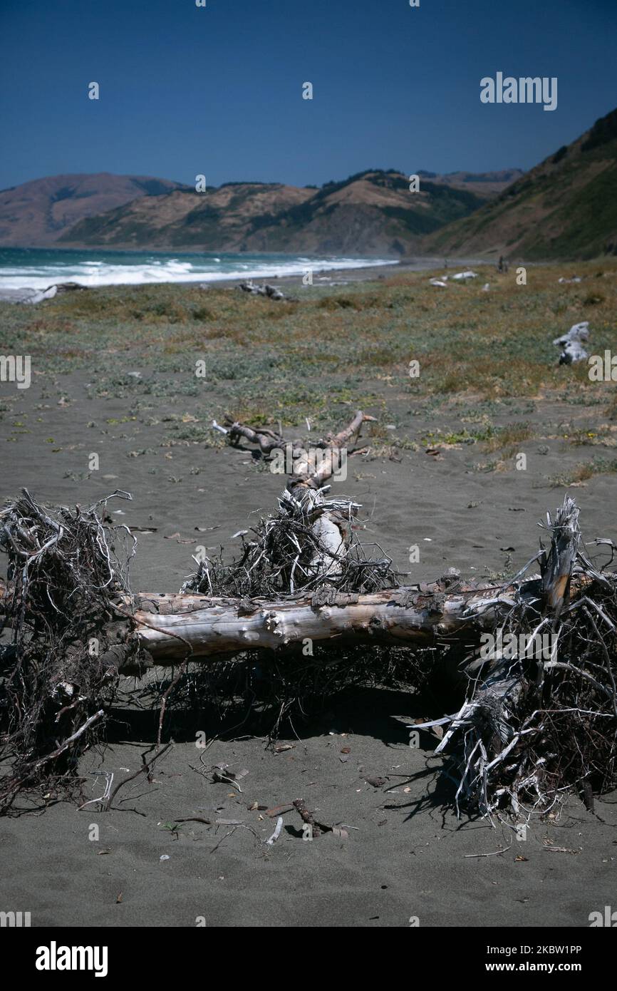 Salt Point State Park (Northern California) US, on July 2, 2020. (Photo ...