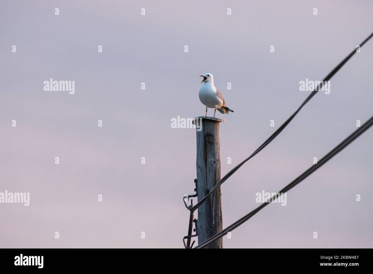 Common gull making noise hi-res stock photography and images - Alamy