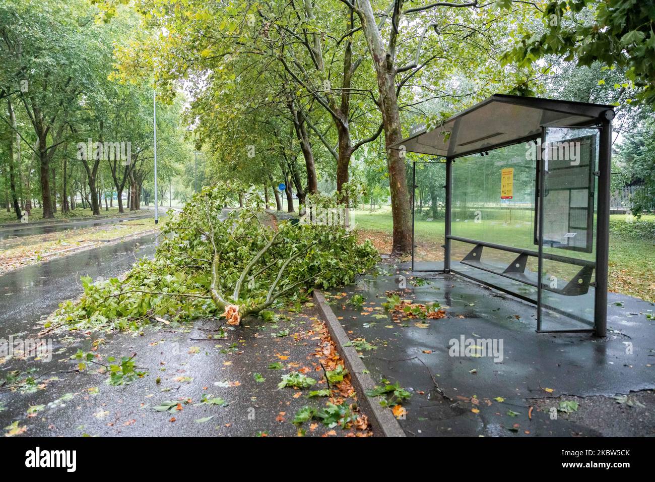A fallen tree in front of a bus stop during storm and flooding of the ...