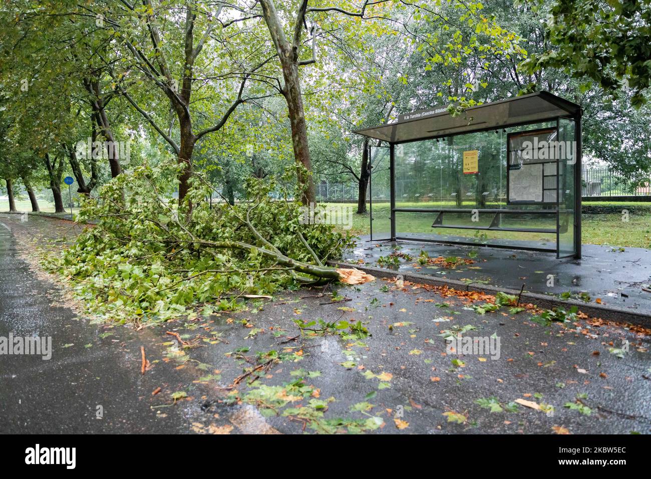 A fallen tree in front of a bus stop during storm and flooding of the ...