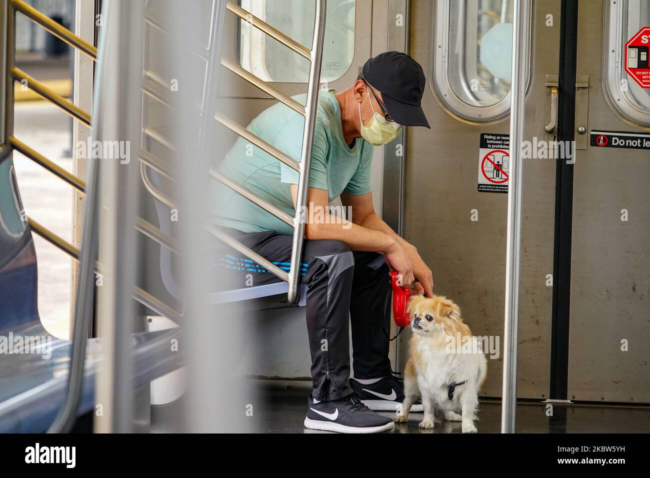 Dog train disease hi-res stock photography and images - Alamy