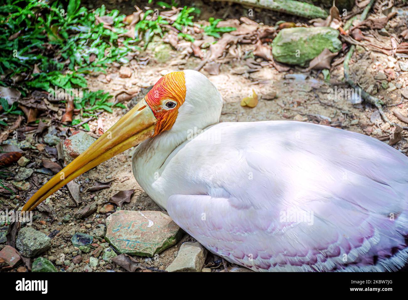 Kuala Lumpur Bird Park. Yellow Billed Stork - Mycteria Ibis Stock Photo ...