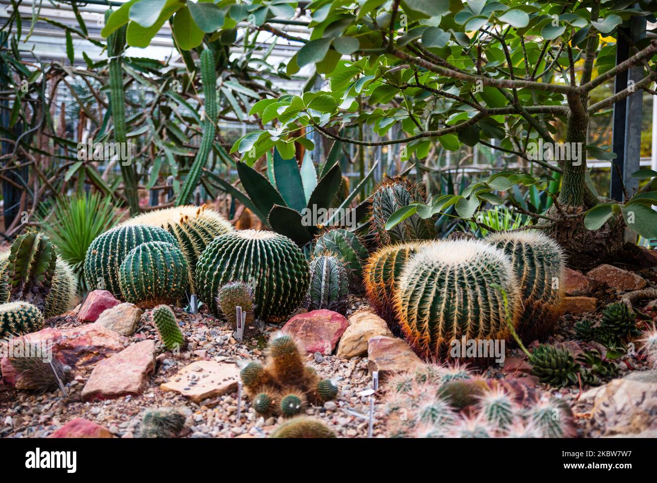 Botanical garden greenhouse cacti hi-res stock photography and images - Alamy