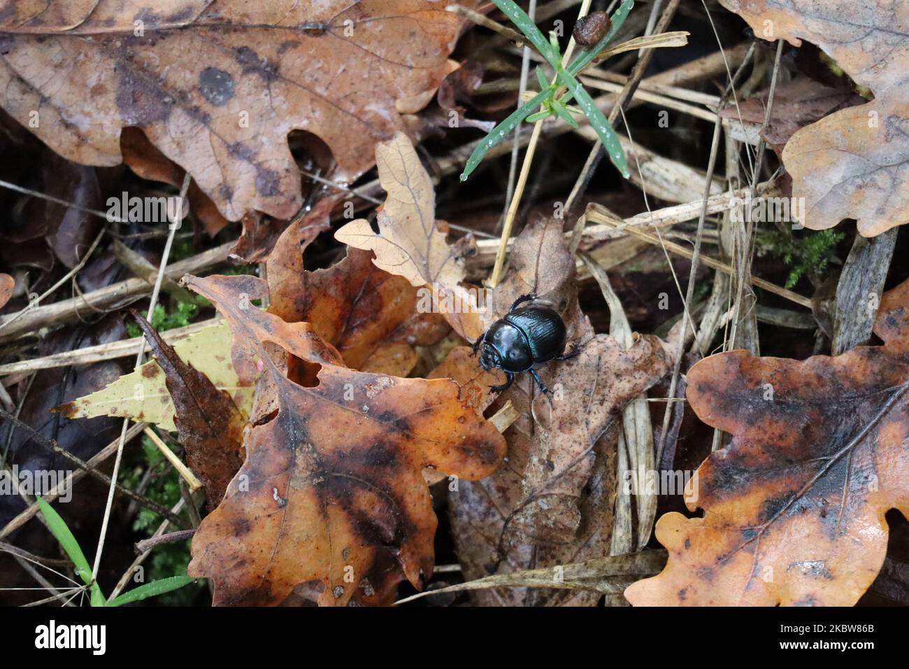 common Dung beetle on old Foliage Stock Photo - Alamy