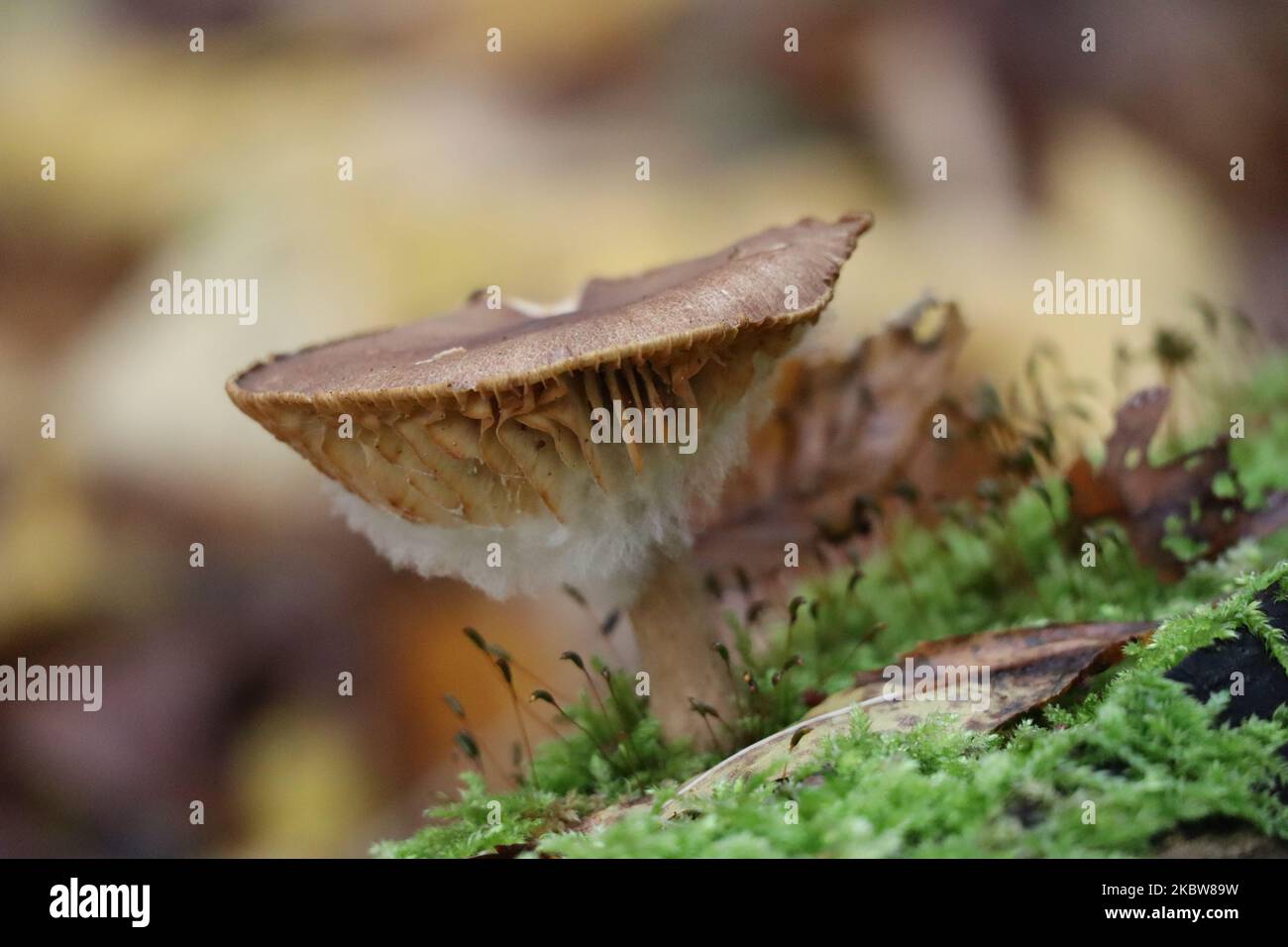 Fluff bugs hi-res stock photography and images - Alamy