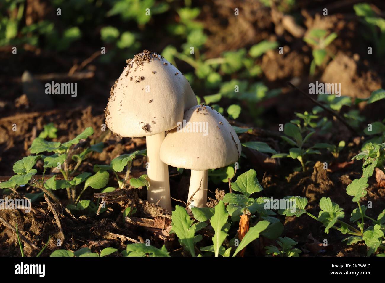 young white Death caps nestle against each other Stock Photo - Alamy