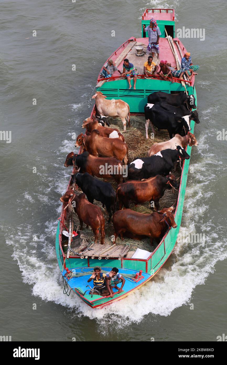 Cattle market by boat for sell in eid al adha hi-res stock photography ...