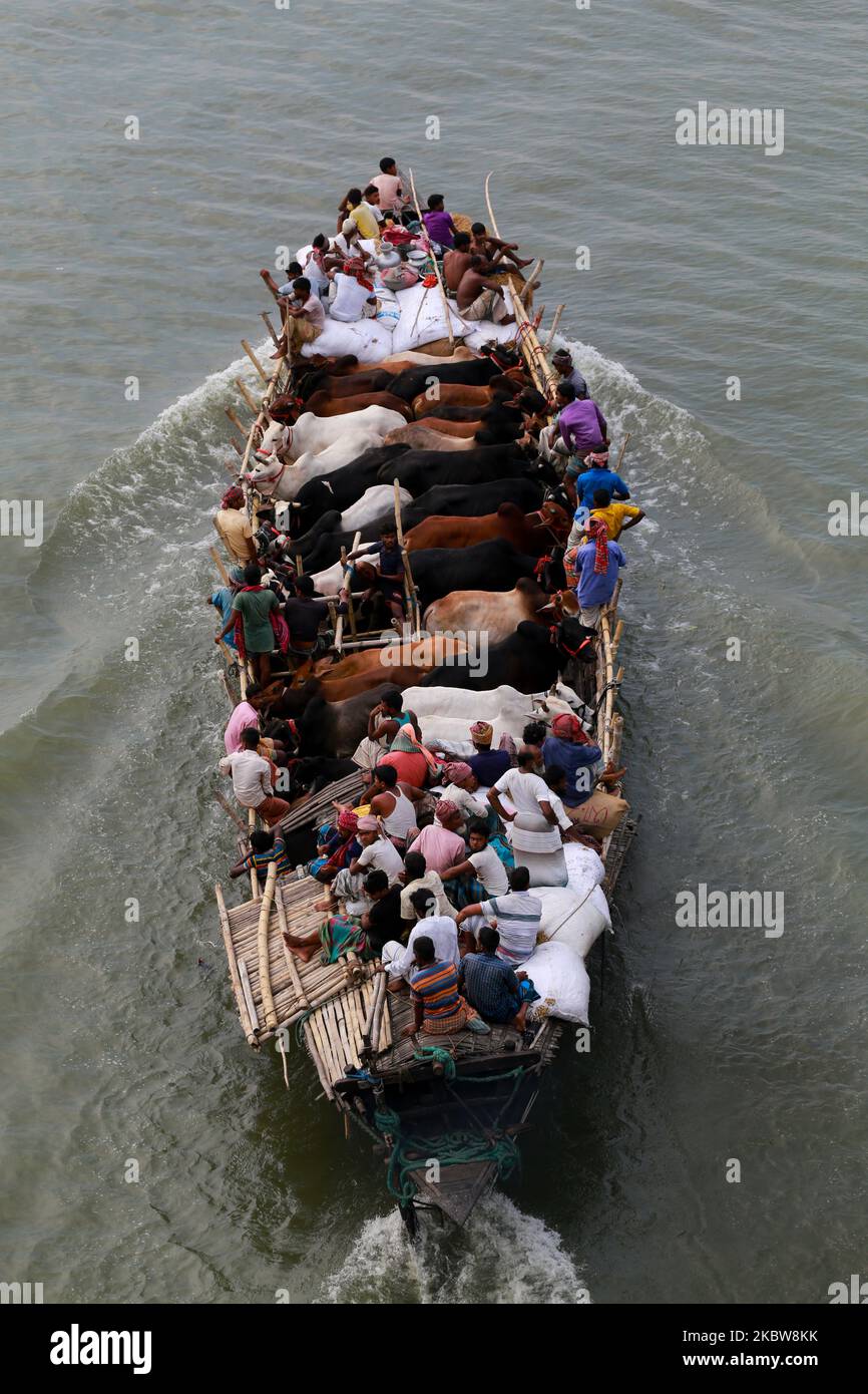 Cattle market by boat for sell in eid al adha hi-res stock photography ...