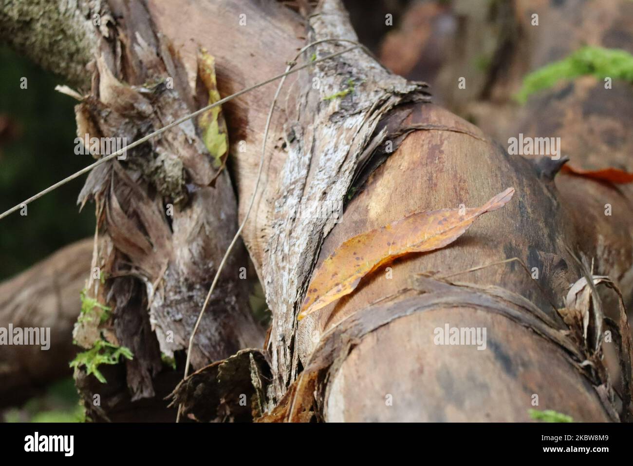 Bark peels off a Tree Stock Photo - Alamy