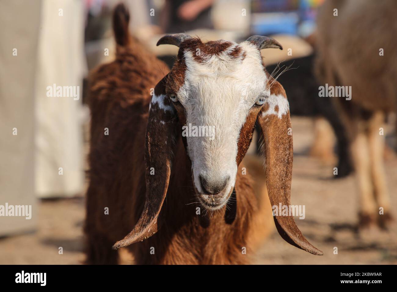 Slaughtered goats hi-res stock photography and images - Alamy