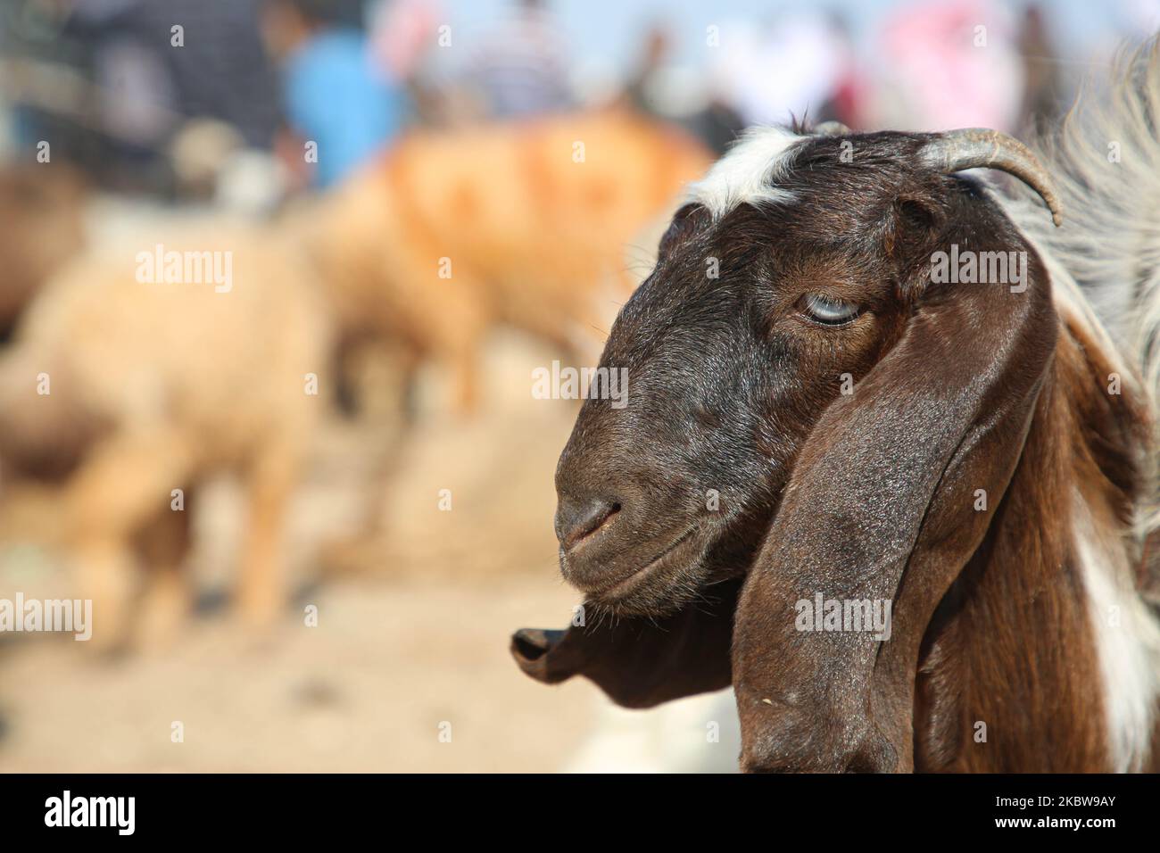 Syrian goats hi-res stock photography and images - Alamy