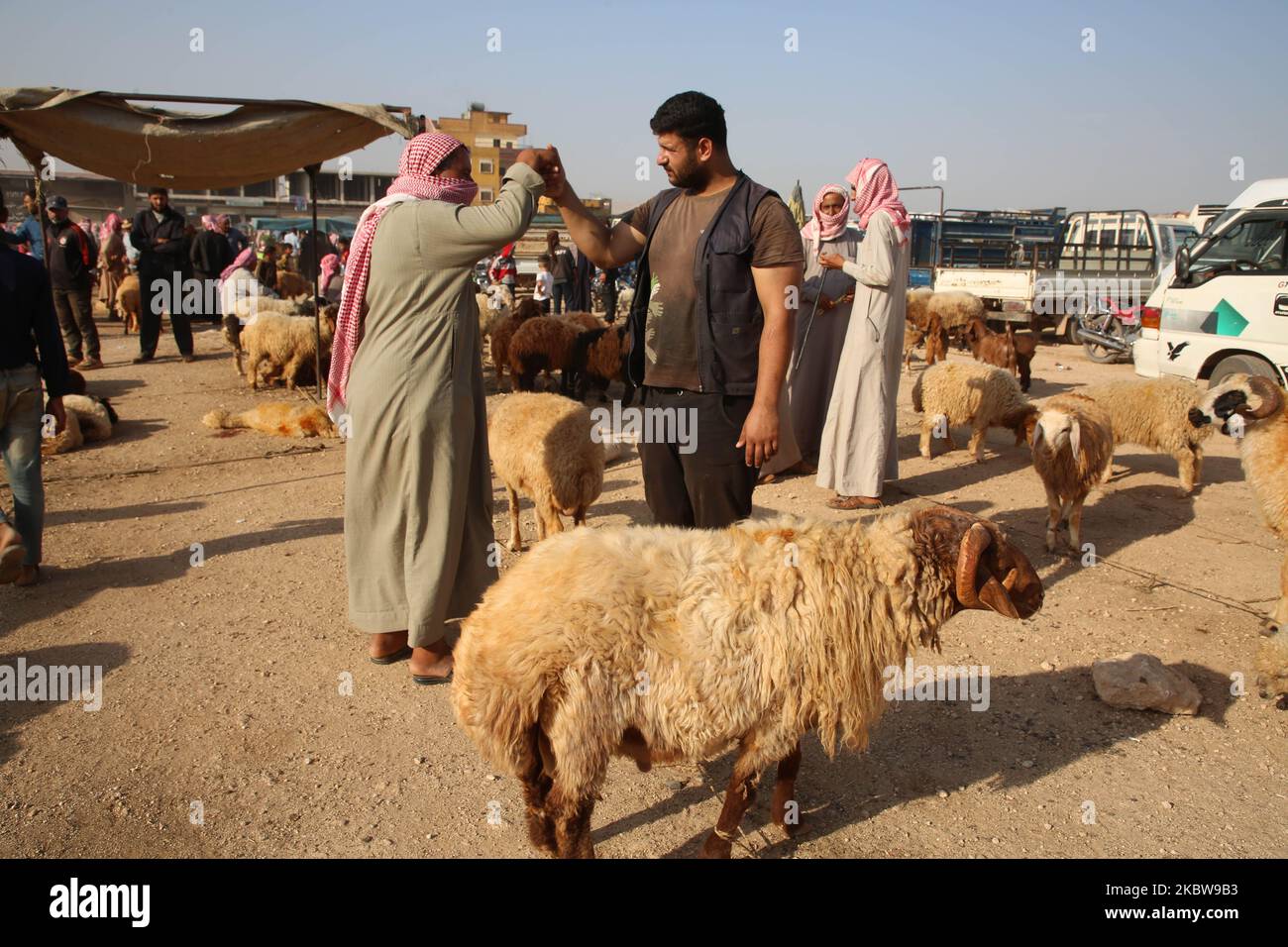 Syrian cattle cattle hi-res stock photography and images - Alamy