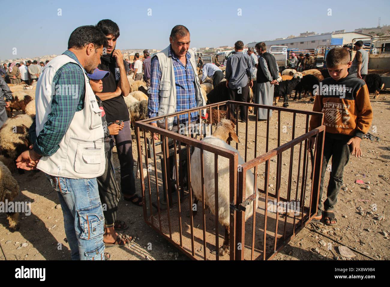 Syrian goats hi-res stock photography and images - Alamy