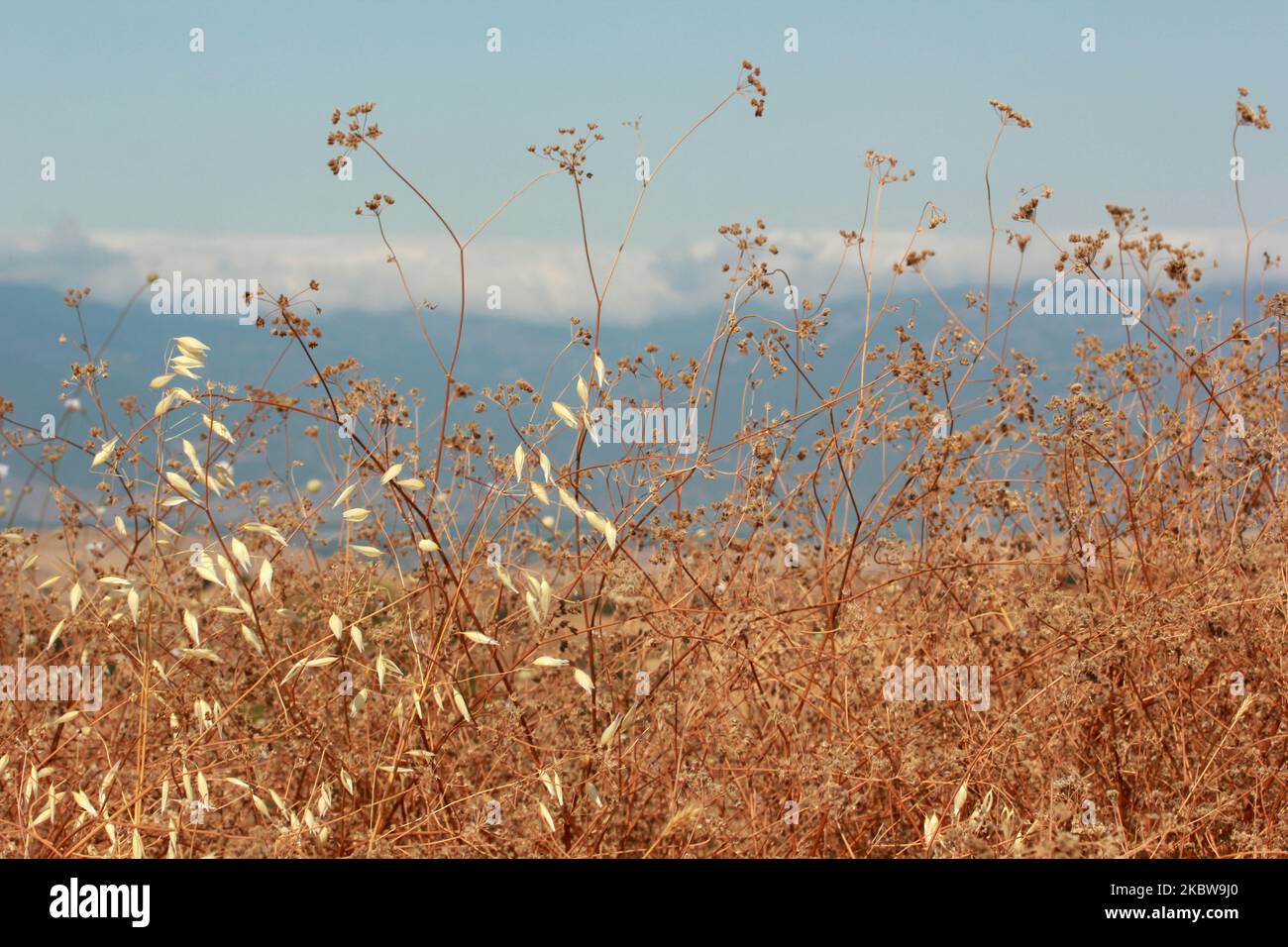Wild plants in nature. Nature background Stock Photo - Alamy