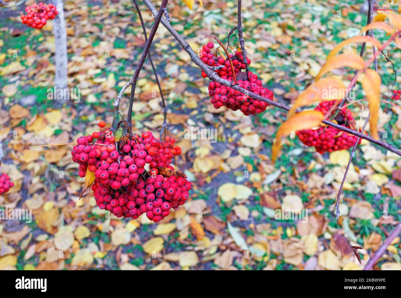 Red ripe rowan berries against fallen autumn leaves in blur. Copy space ...