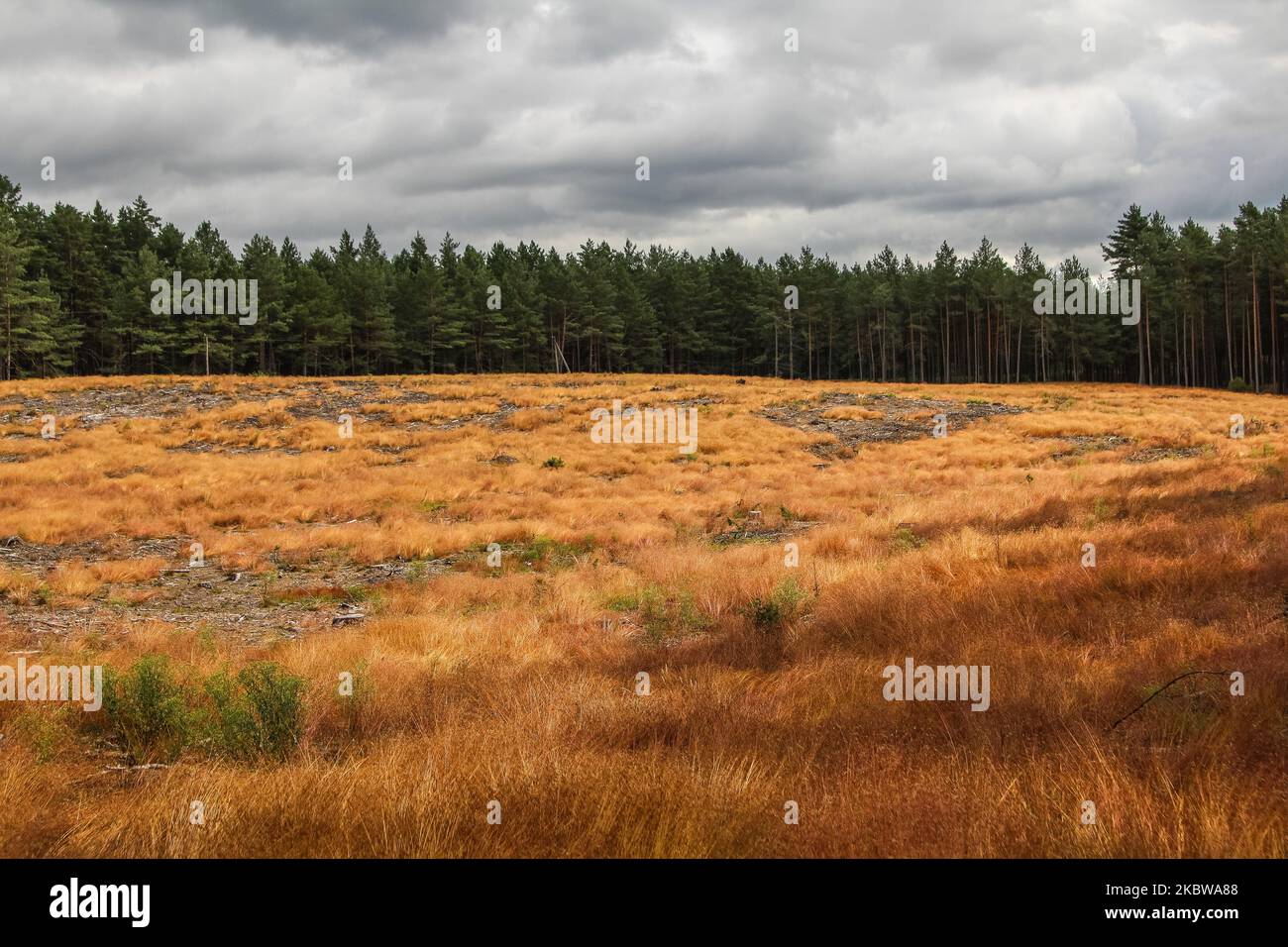 Yellow, dry grass in a forest area is seen in Wdzydze Kiszewskie ...