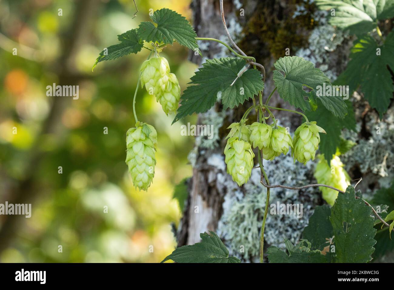Close-up of cone-shaped flowers known as hops of Common hop, Humulus ...