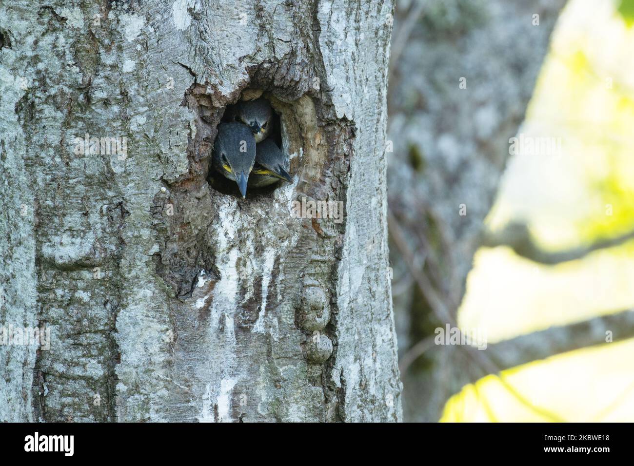 Juvenile Starlings, Sturnus vulgaris waiting for food in a nesting hold ...
