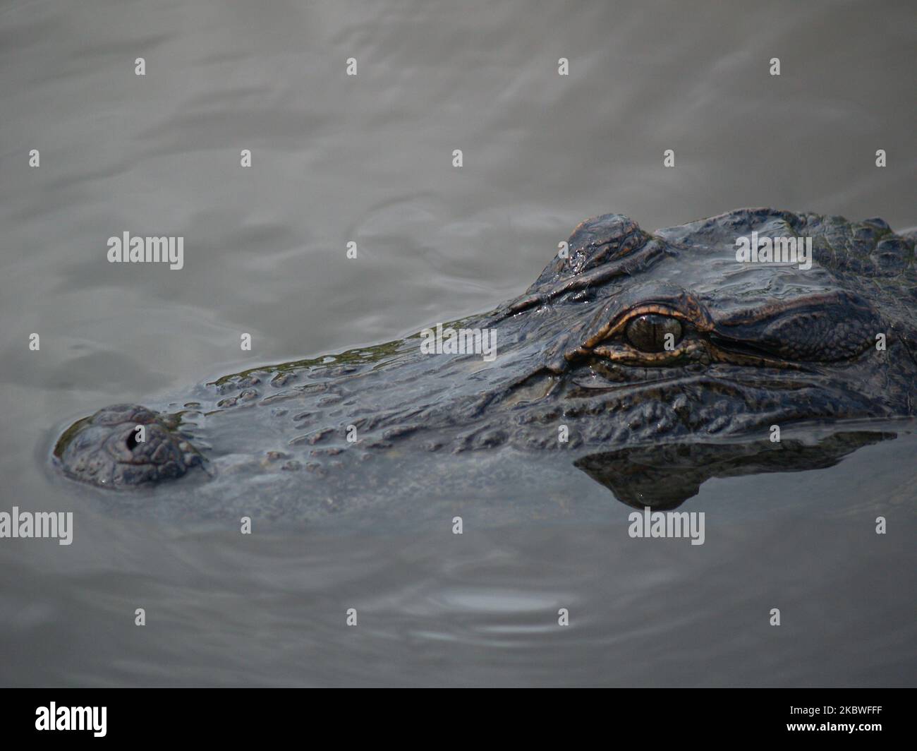 Dangerous alligator hi-res stock photography and images - Alamy