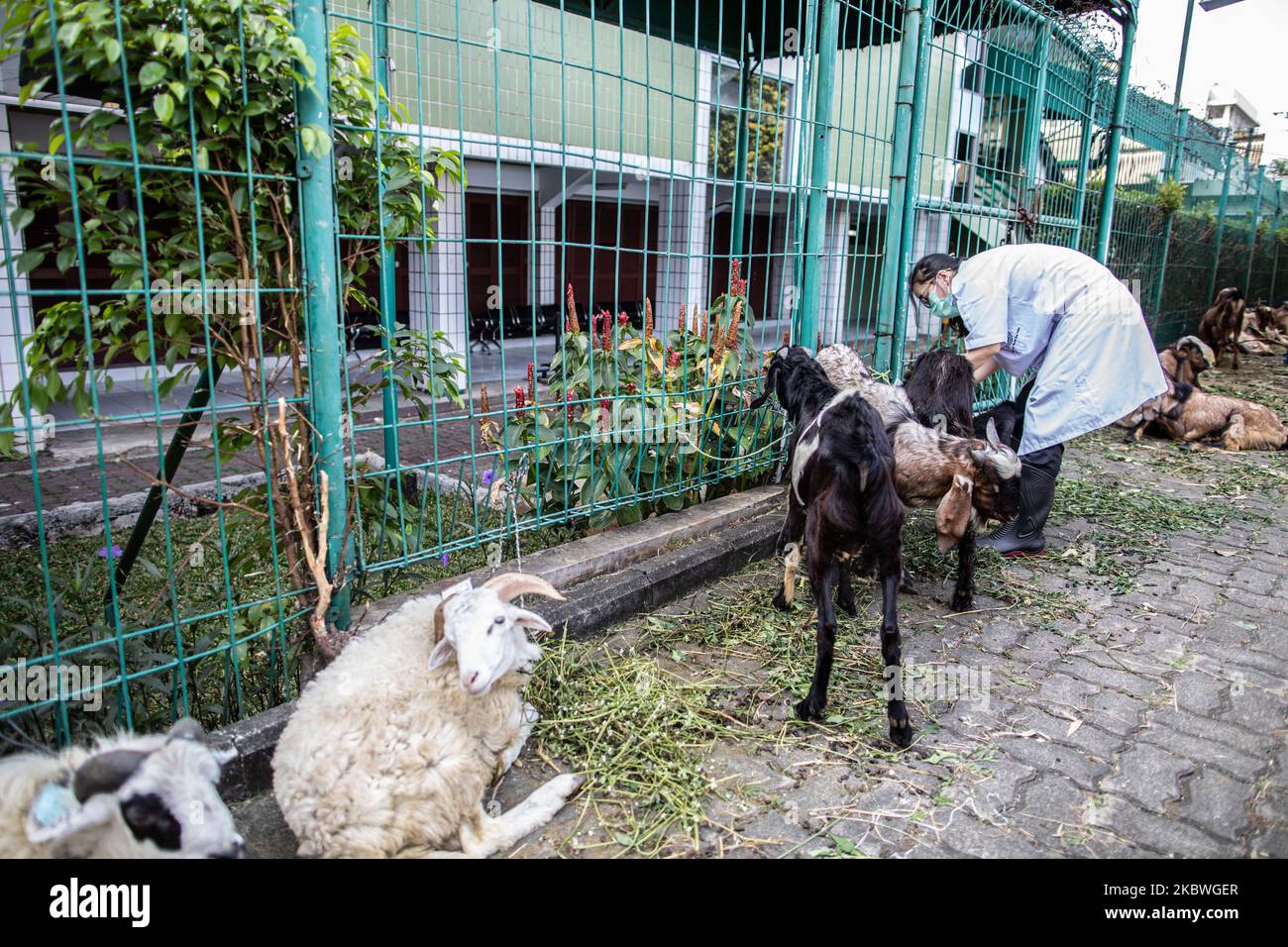 Health condition of goats hi-res stock photography and images - Alamy