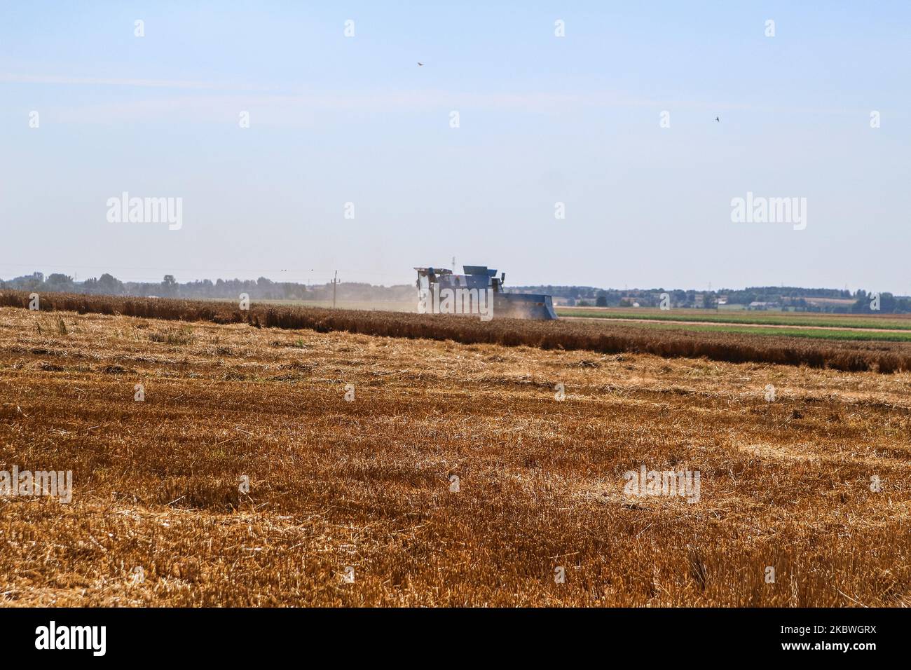 Bizon a hi-res stock photography and images - Alamy