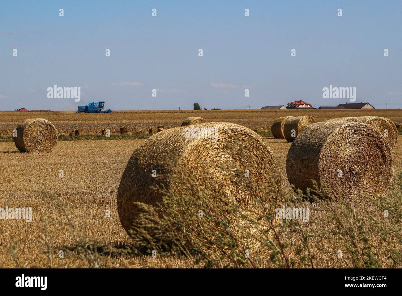 Farmer mowing grain with a Polish Bizon combine harvester is seen in ...