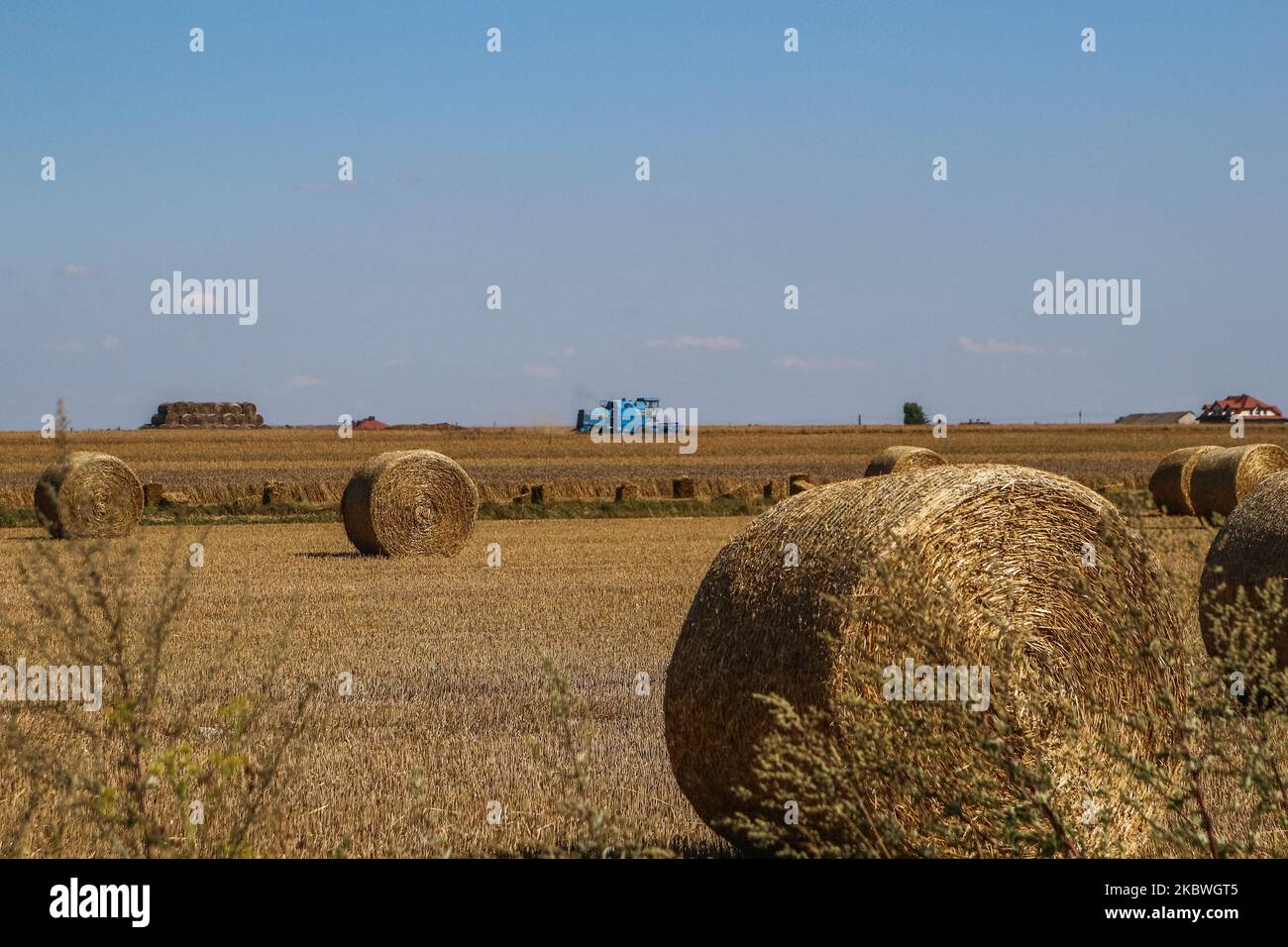 Farmer mowing grain with a Polish Bizon combine harvester is seen in ...
