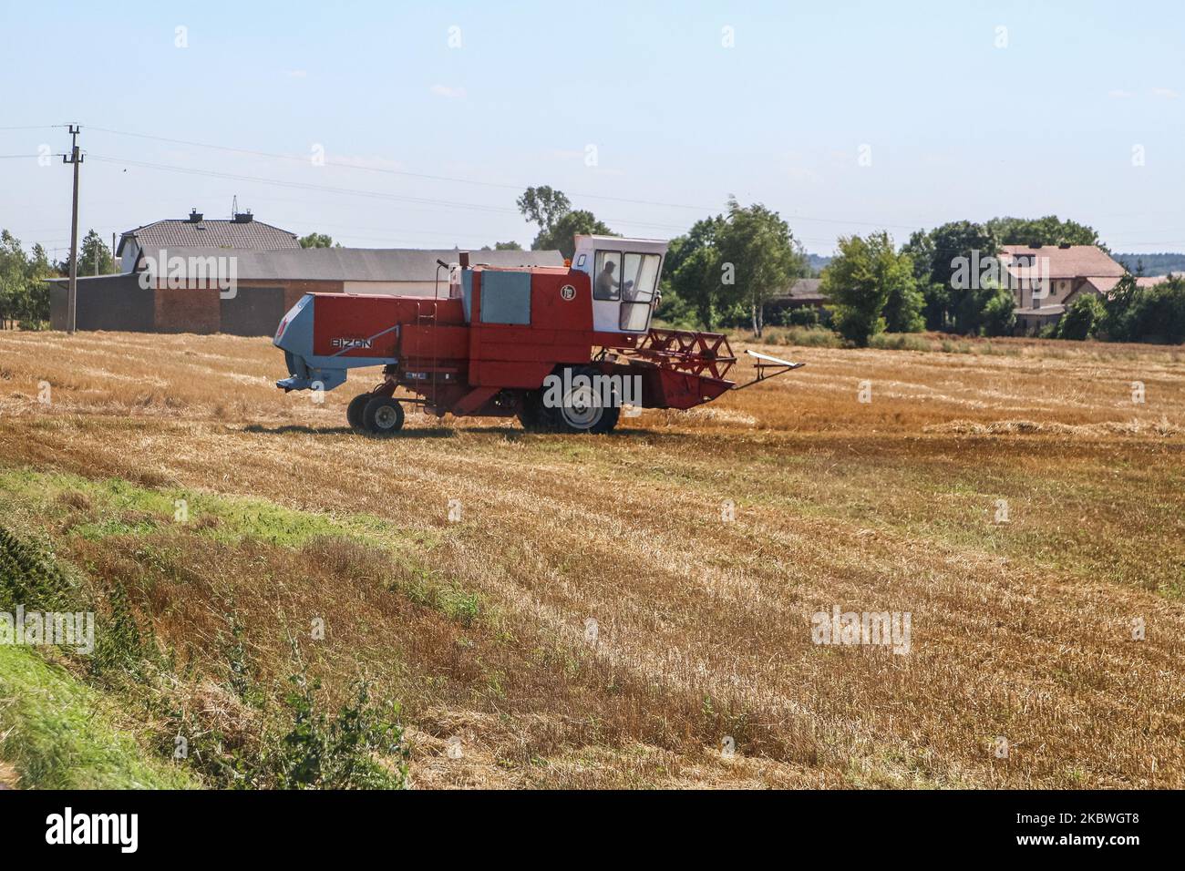 Farmer mowing grain with a Polish Bizon combine harvester is seen in ...