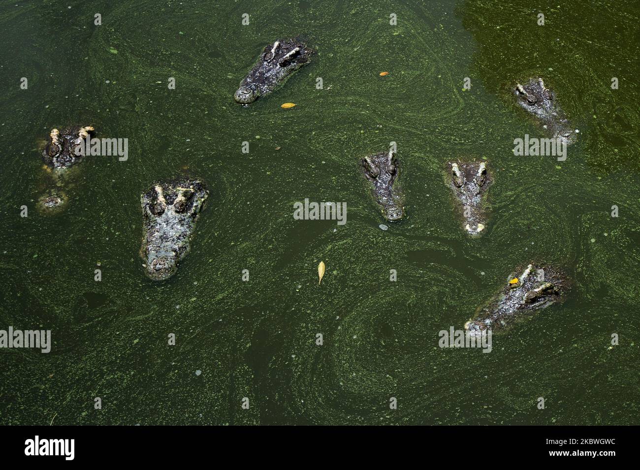 Crocodiles are seen in a pond at Samutprakan Crocodile Farm and Zoo on ...