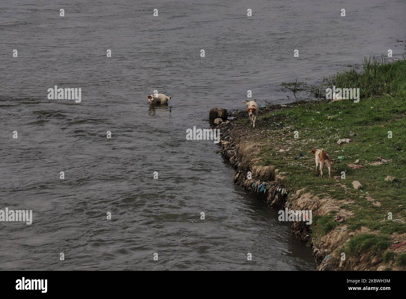 Stray dogs are seen on the banks of River Jehlum in Sopore Town of ...
