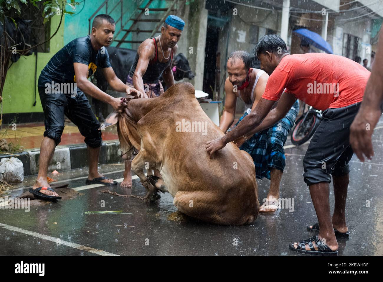 (EDITOR'S NOTE: Graphic Content) Muslim devotees prepare an ox for ...