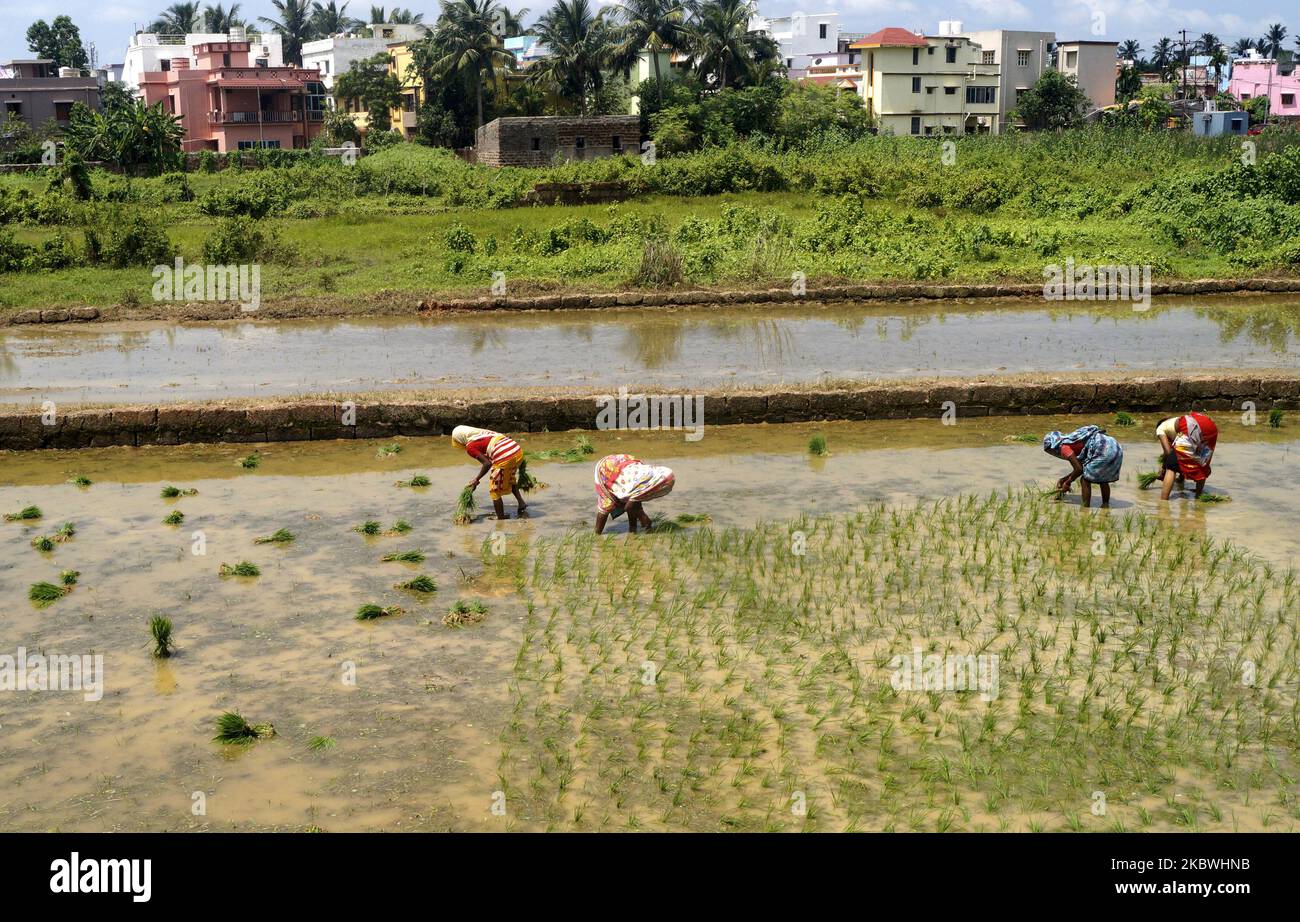 Daily wage women laborers hi-res stock photography and images - Alamy