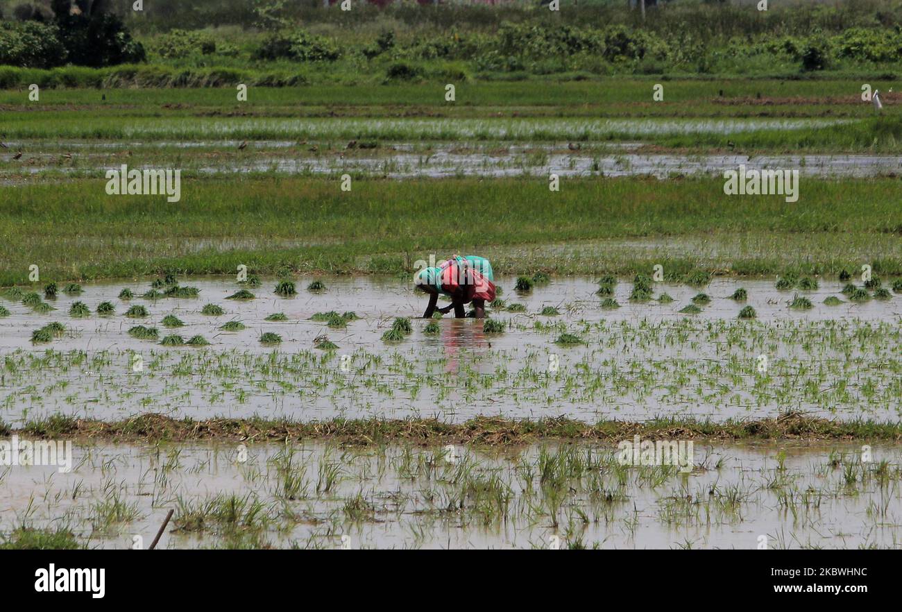 Daily wage women laborers hi-res stock photography and images - Alamy