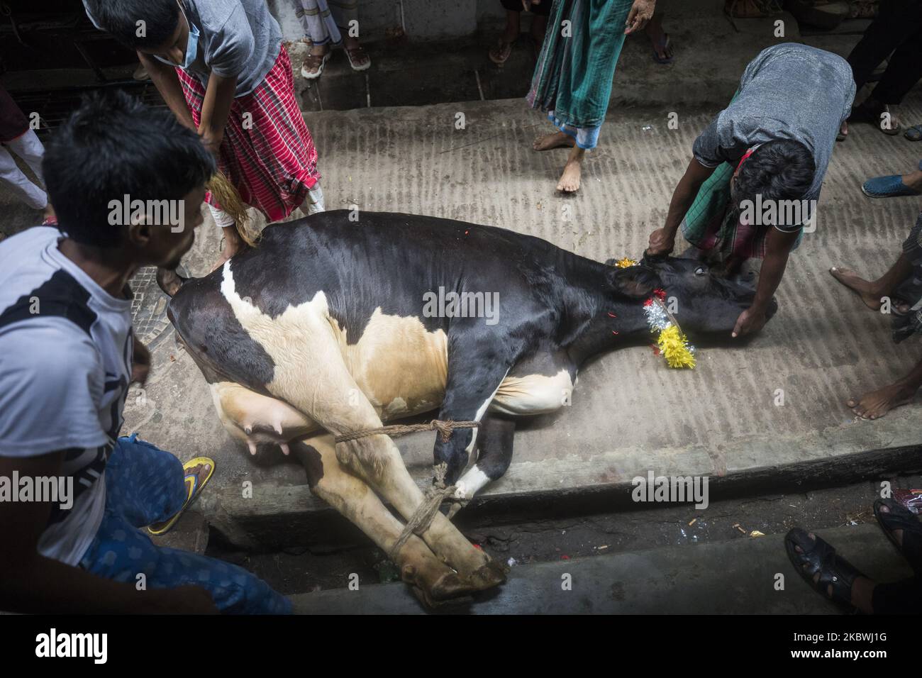 Muslim devotees prepare an ox for slaughter during the Eid al-Adha, the ...