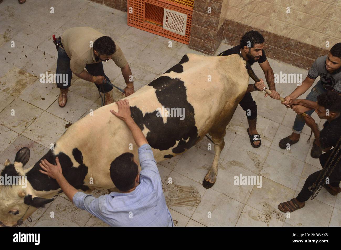 butcher and his assistants try to take control of the cow during the ...