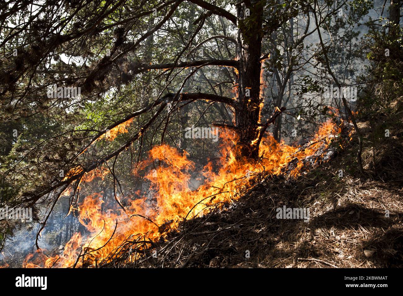 Eight hundred hectares of mountain gone up in smoke in L’Aquila, Italy ...