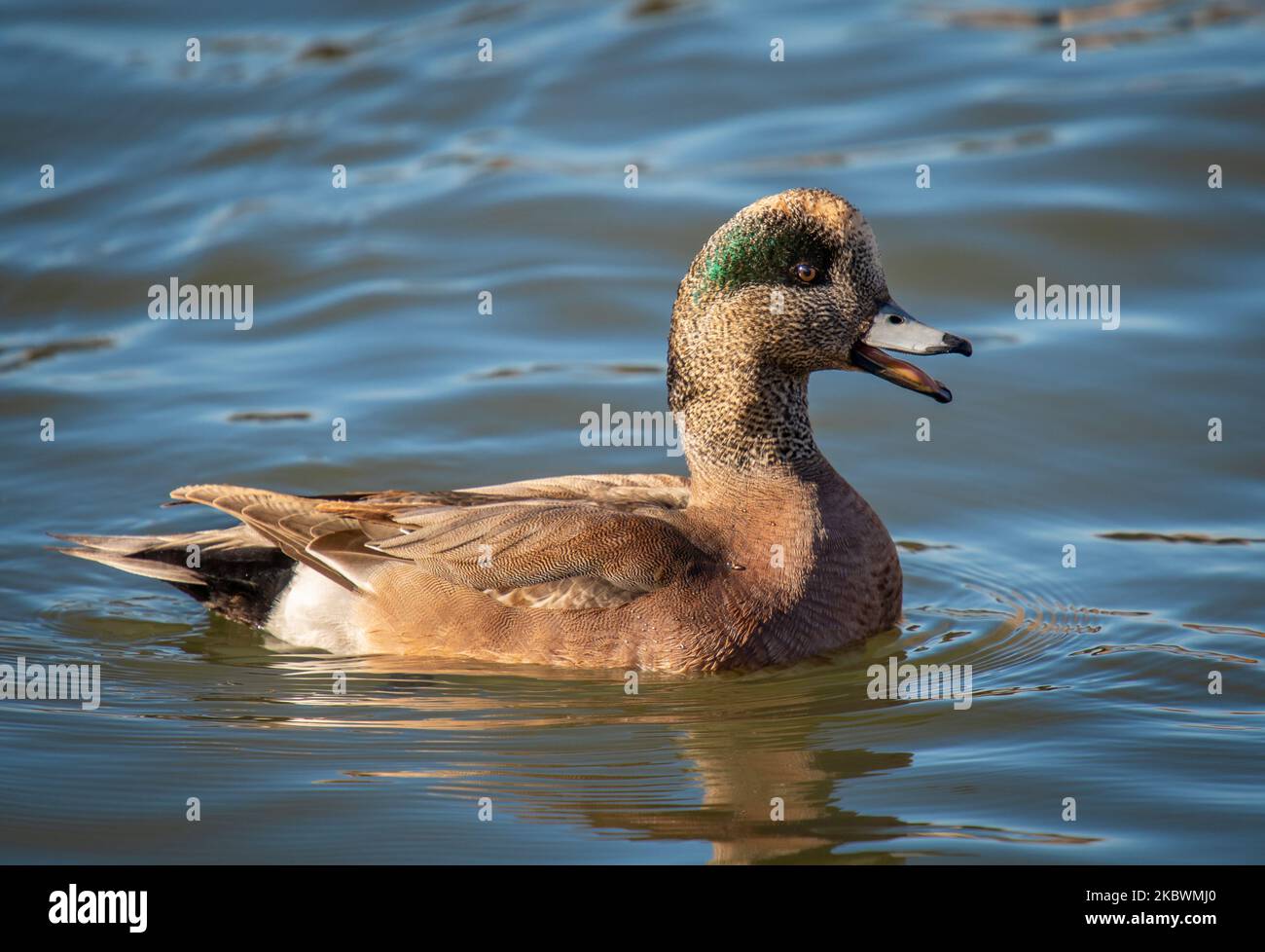 Colorado waterfowl hi-res stock photography and images - Alamy