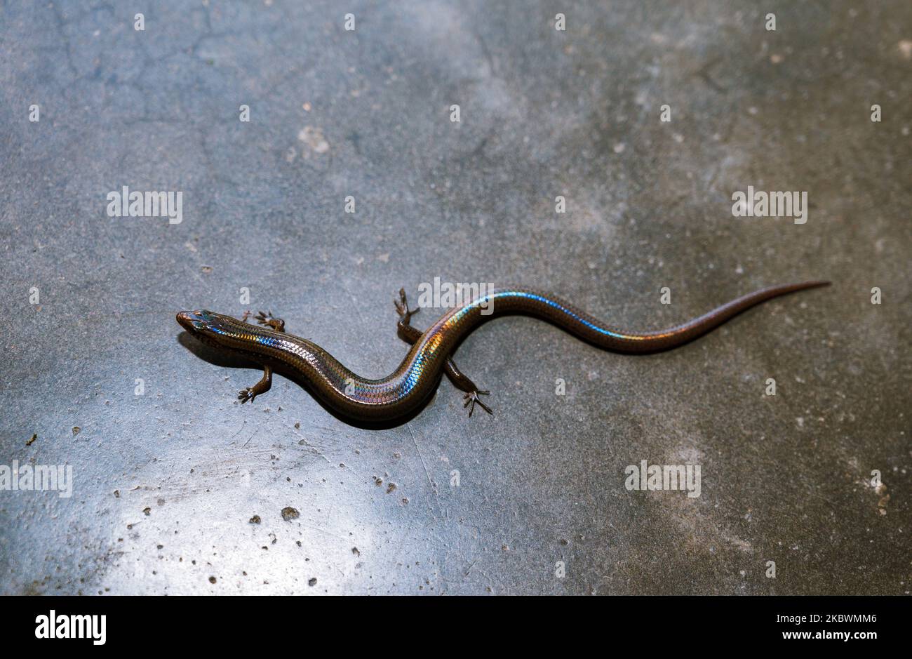 A wild Asian snake-eyed skink (Ablepharus pannonicus) has accidentally ...