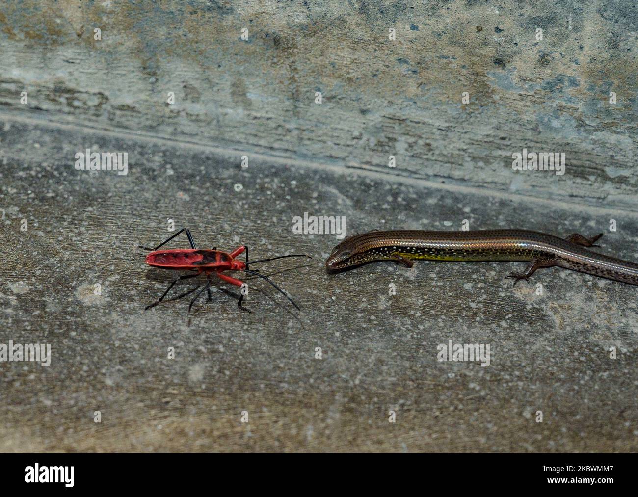 Wild asian snake eyed skink hi-res stock photography and images - Alamy
