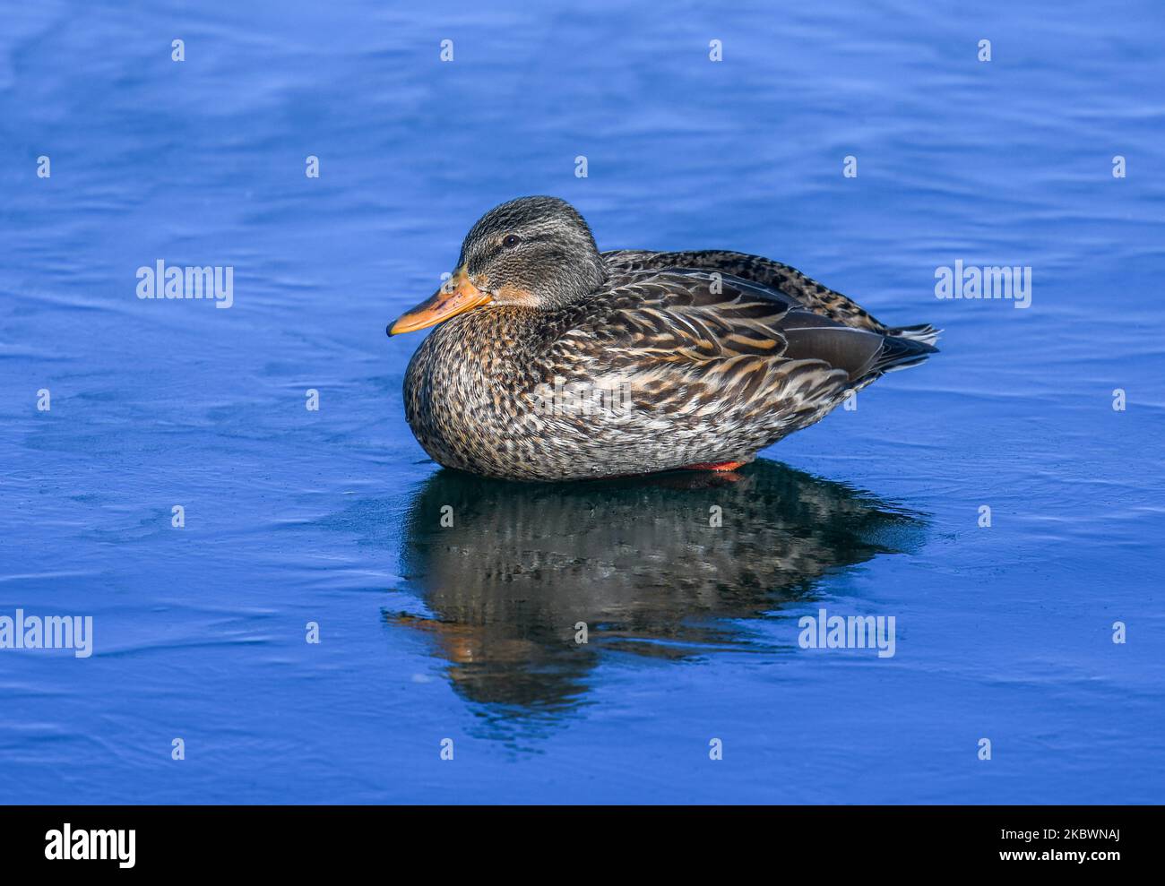 A typically drab female Mallard looks beautiful as it rests on the blue ...