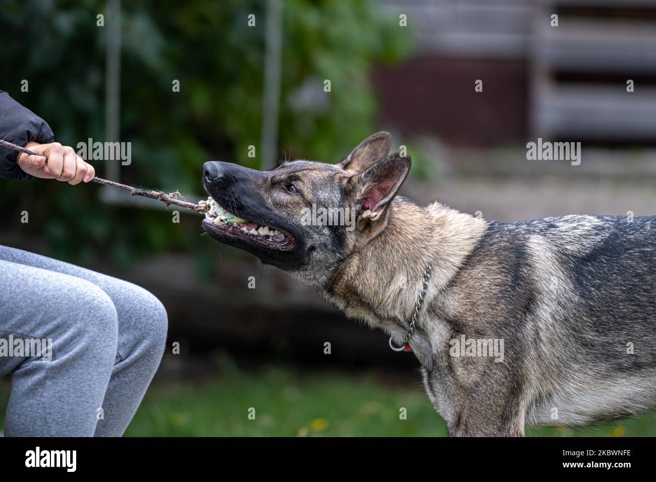 A young happy German Shepherd plays tug with a ball. Sable colored ...