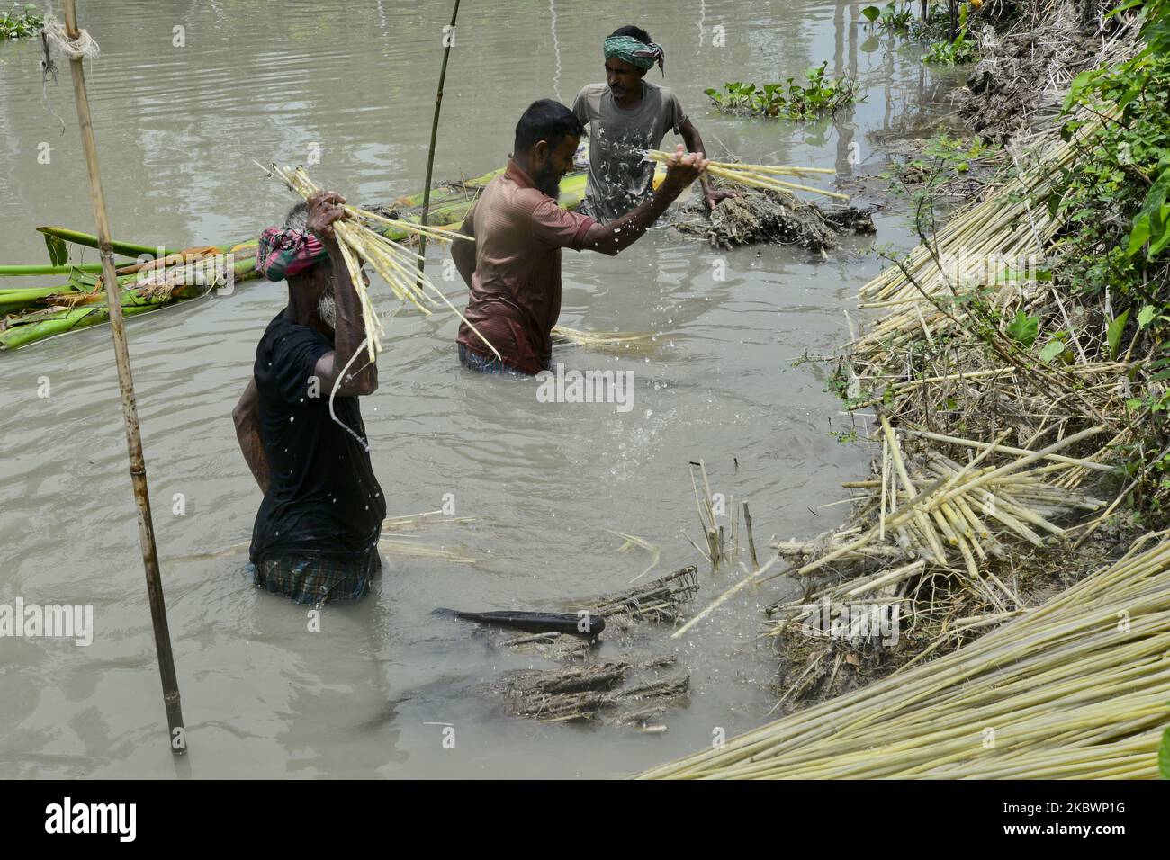 Farmers washing jute in water in Jamalpur Districtc outstrikt of Dhaka, Bangladesh, on August 4 ...