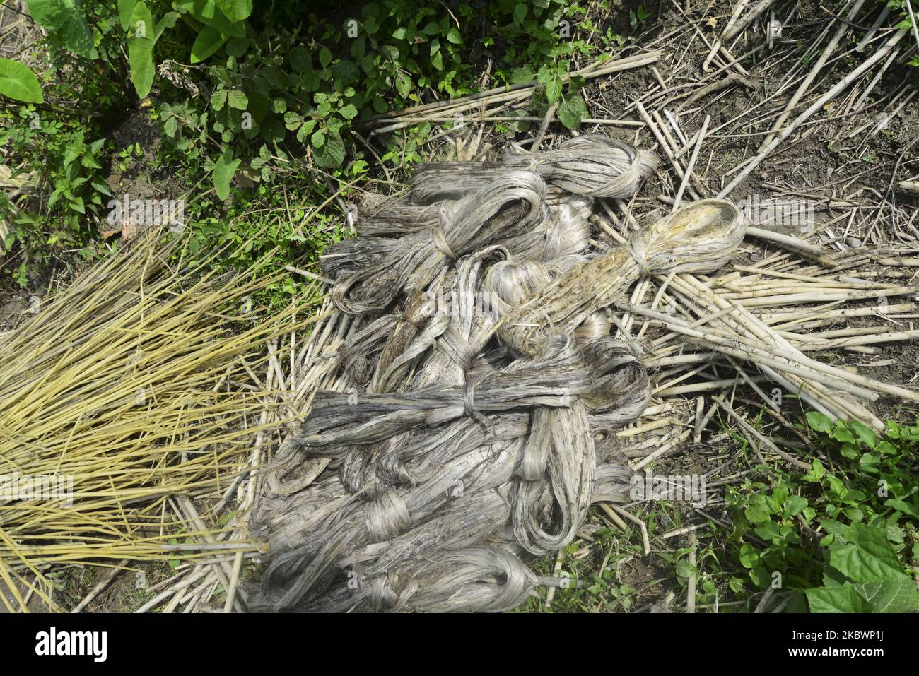 Farmers washing jute in water in Jamalpur Districtc outstrikt of Dhaka ...