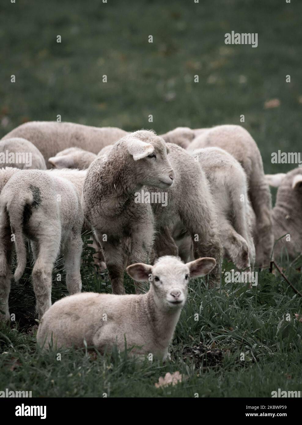 A vertical of a lamb sitting on the grass with the background of a ...