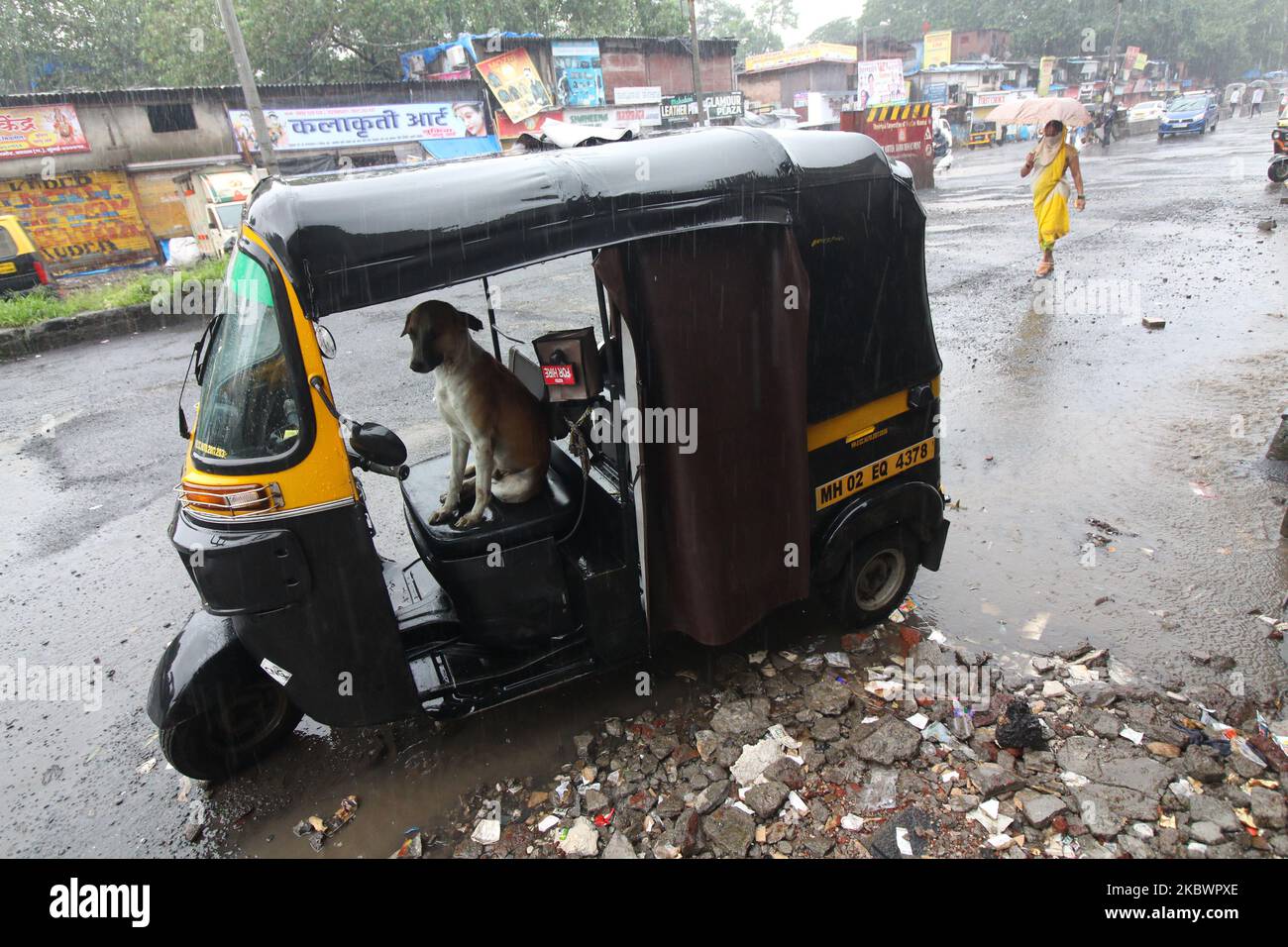 A dog takes shelter inside an auto-rickshaw during heavy rains in ...