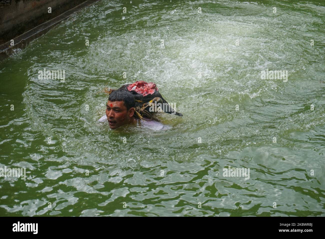A devotee swims in the holy pond, in a belief that holy water purifies ...