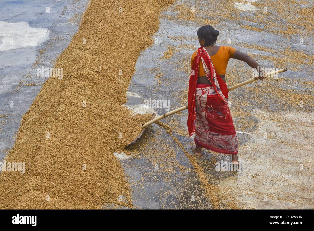 Daily women labor dries rice at a rice mill ground in Savar near Dhaka ...