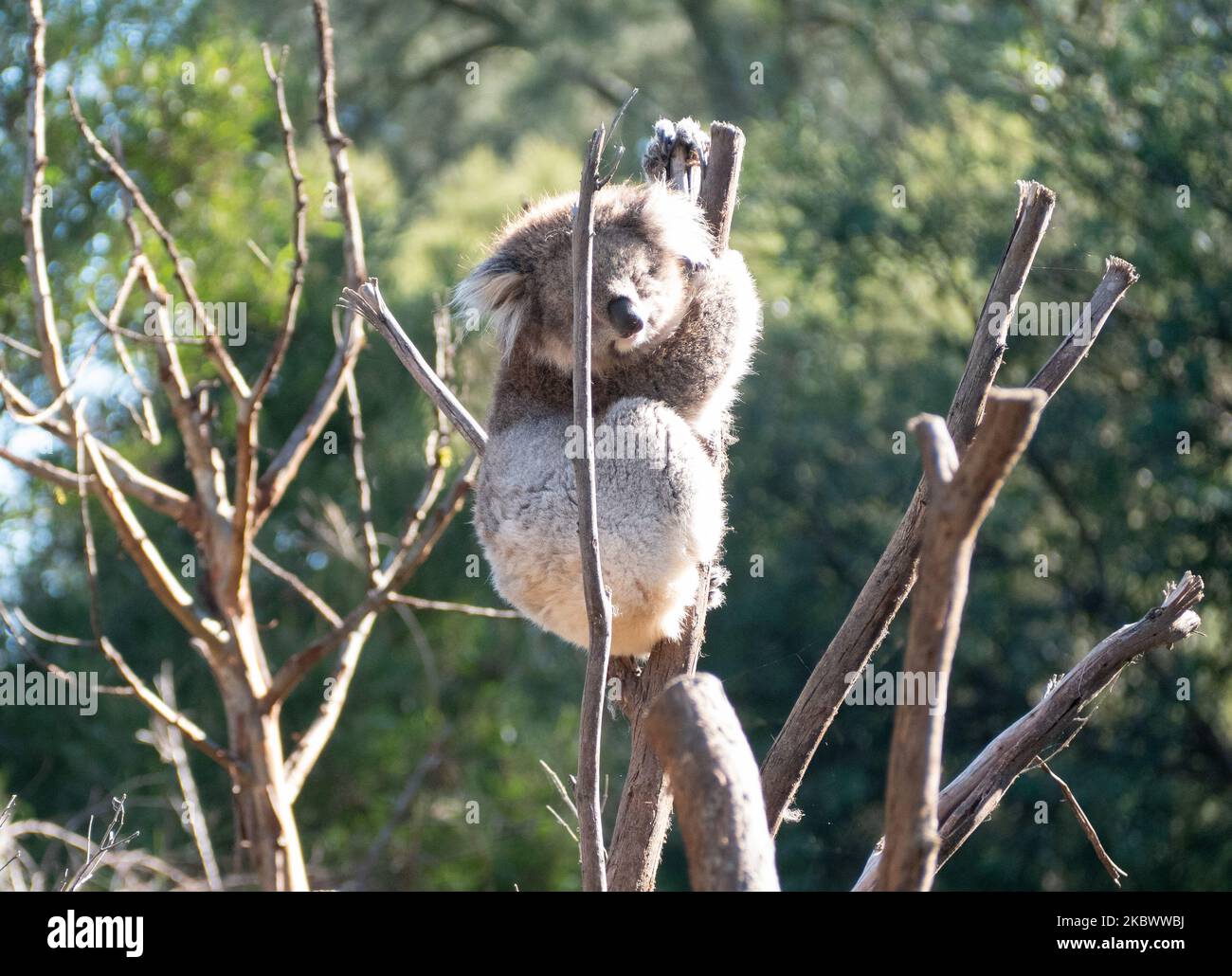 Tree hugging koala hi-res stock photography and images - Alamy