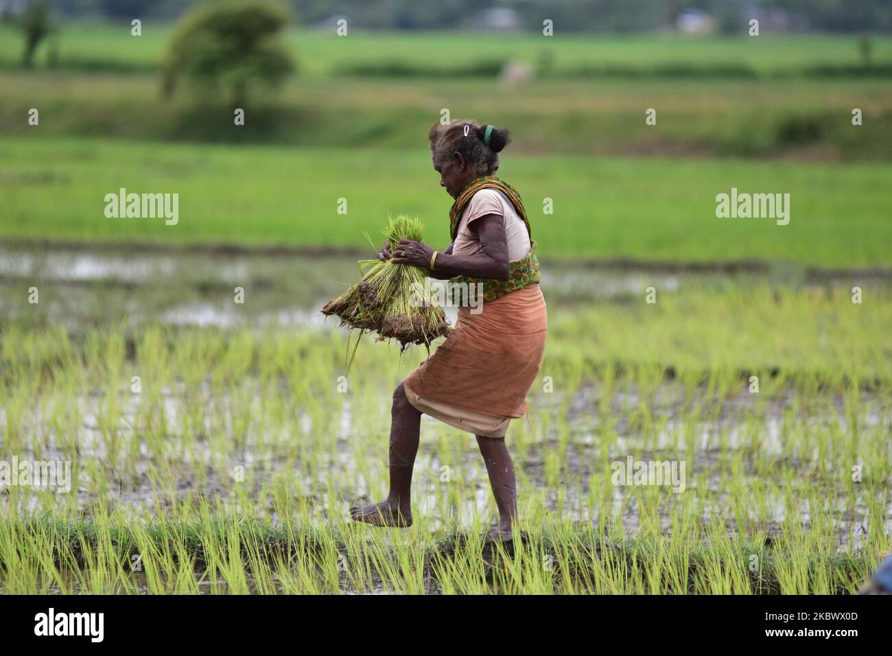 Farmers plant paddy saplings in a field at a village in Nagaon district ...